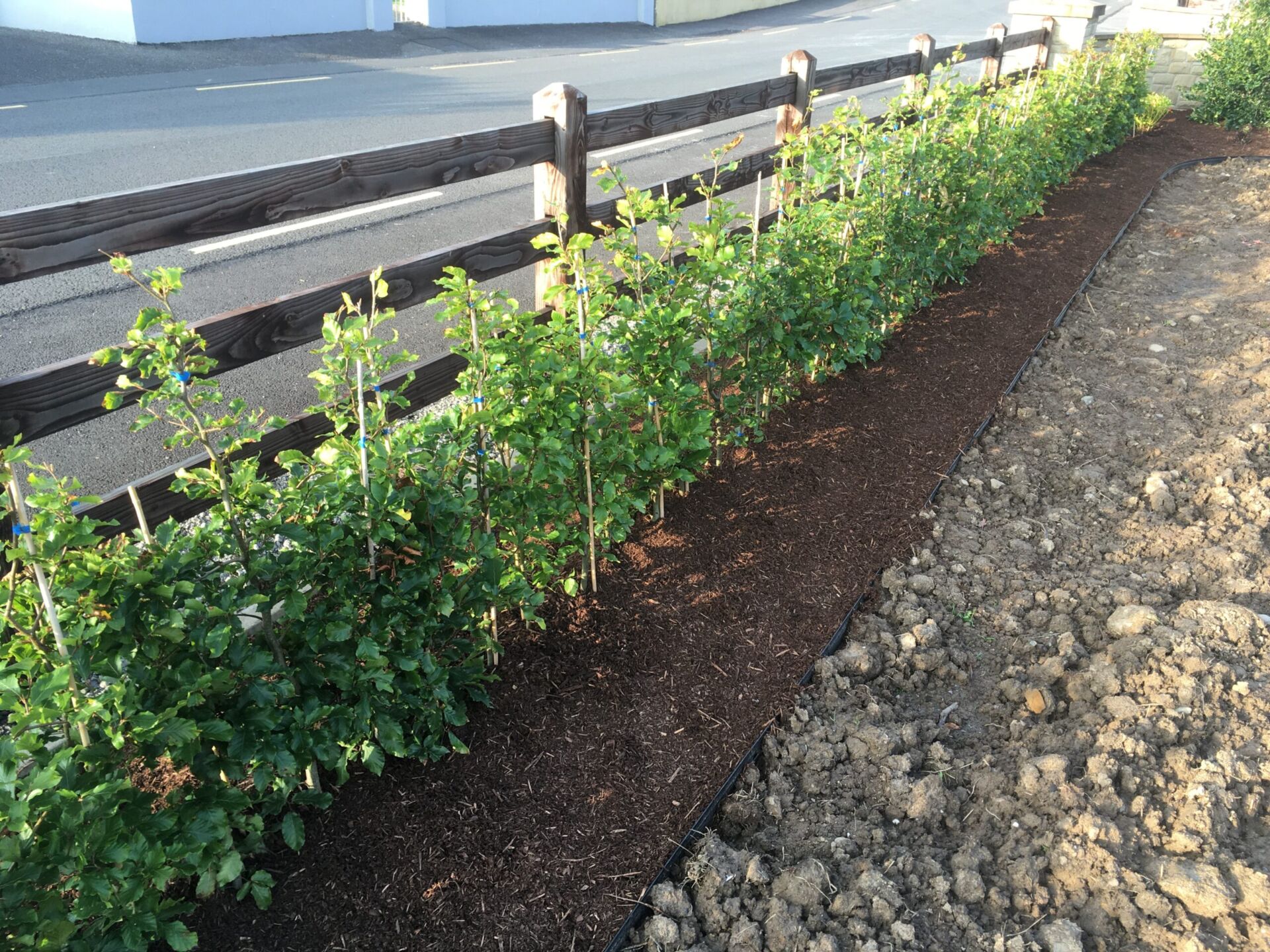 Planting a Successful Hedge - David Perry Gardens