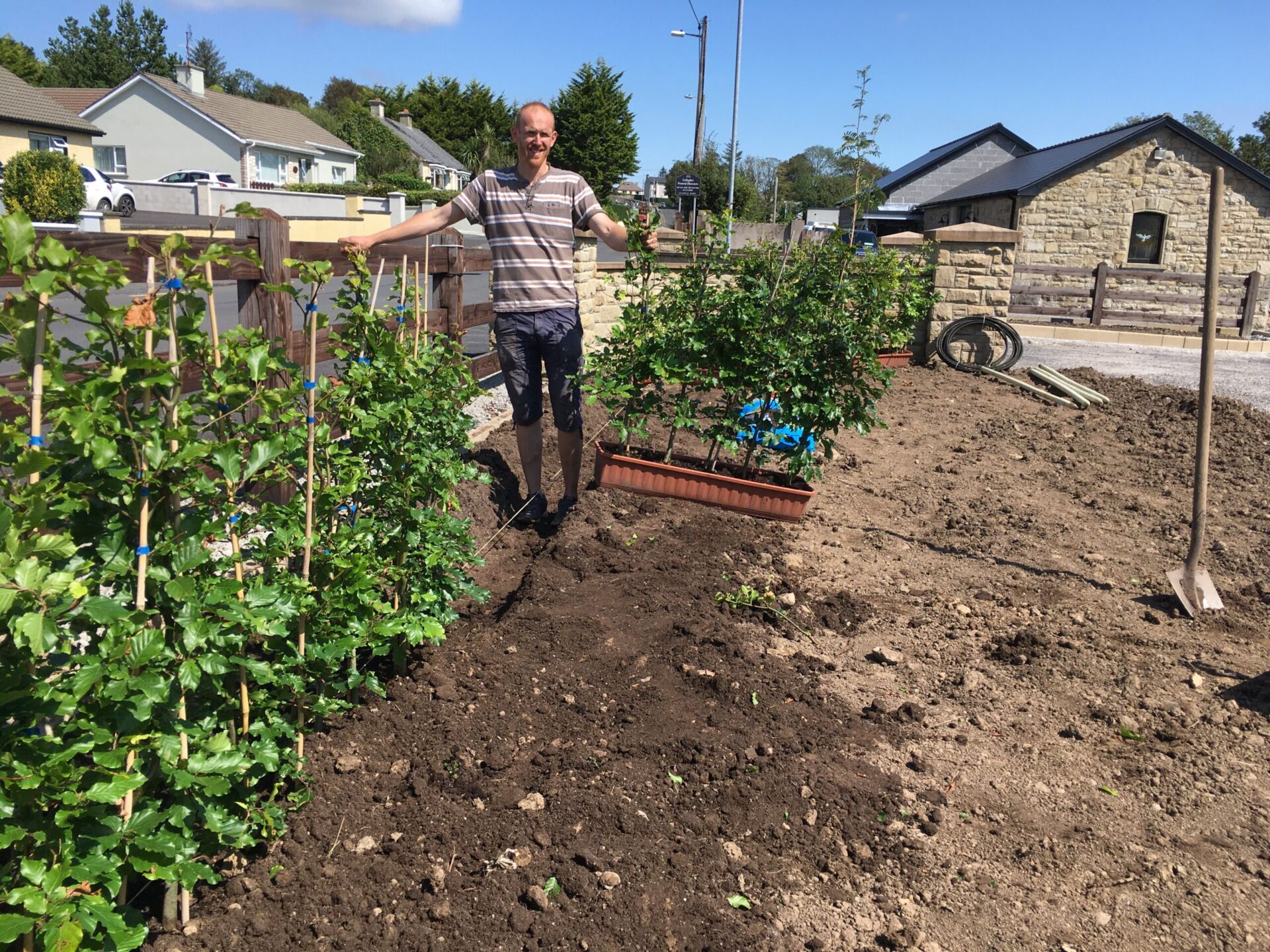 Planting a Successful Hedge - David Perry Gardens